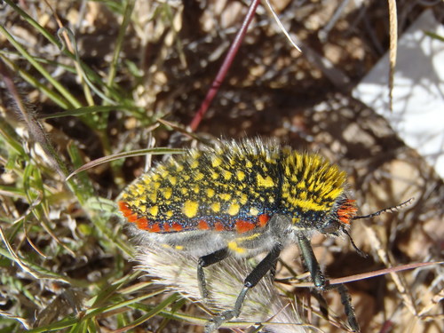 Julodis hirsuta · iNaturalist Mexico