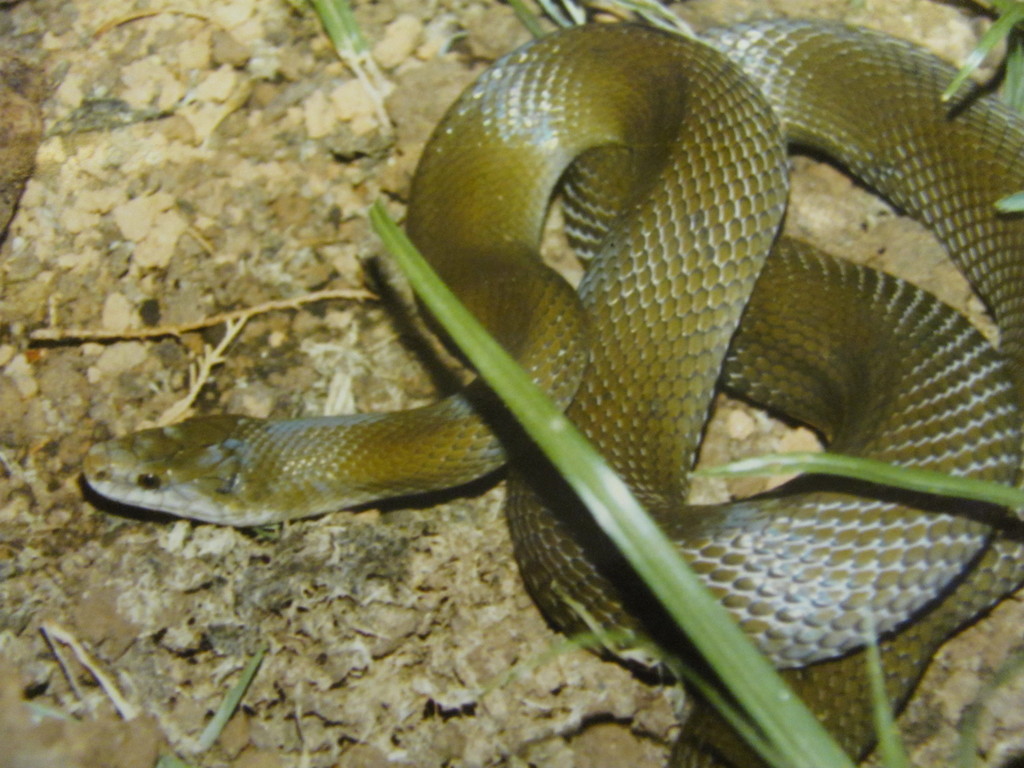 Olive Snake from Near Hermannsburg, KuaZulu-Natal on December 30, 1984 ...