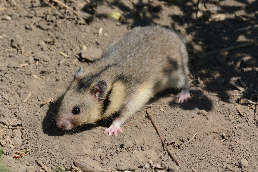 Romanian Hamster (Mesocricetus newtoni) - Know Your Mammals