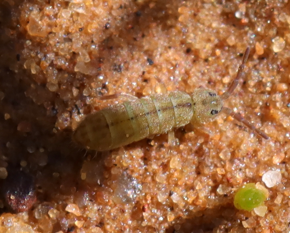 Isotomurus from West Coast DC, South Africa on August 10, 2021 at 03:20 ...