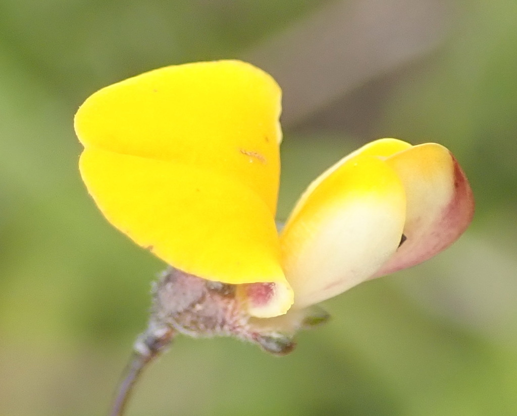 Skinny Capegorse from Jubilee Creek to Mother Holly, South Cape DC ...