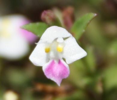 lindernia family (Linderniaceae) - Botanical Realm