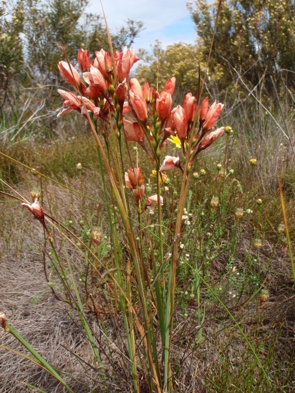 Ixia tenuifolia from Riverlands Nature Reserve on October 7, 2012 by ...
