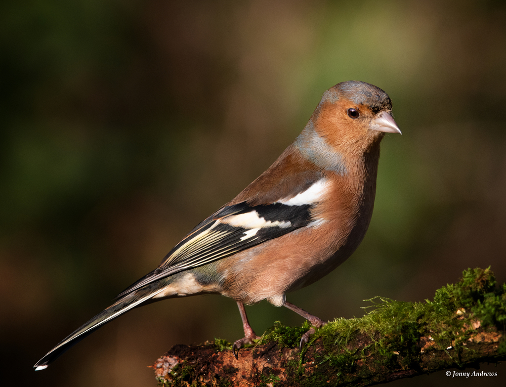 Pinzón común (Guía Completa de los Vertebrados Silvestres de Lemoa ...