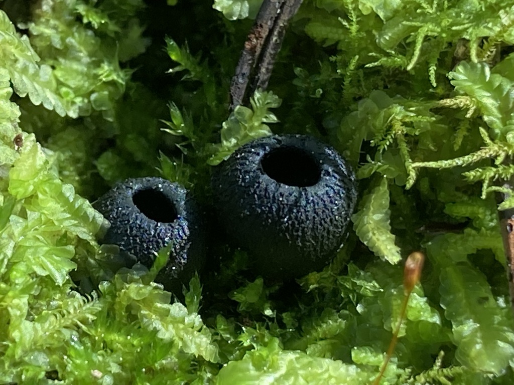 Plectania platensis from Bramley, WA, AU on August 16, 2021 at 12:52 PM ...