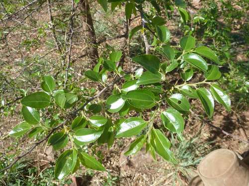 buffalo-thorn (Magnoliopsida (Dicots) of the Mfolozi River catchment ...