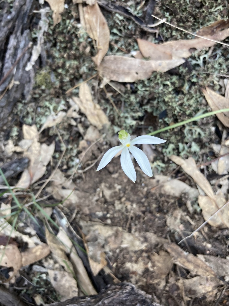 Lady Fingers from Rifle Range Road, Windsor Downs, NSW, AU on August 16 ...