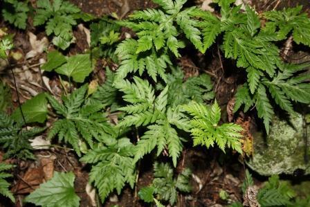 Geranium Fern (Enseleni Nature Reserve - Plants) · iNaturalist
