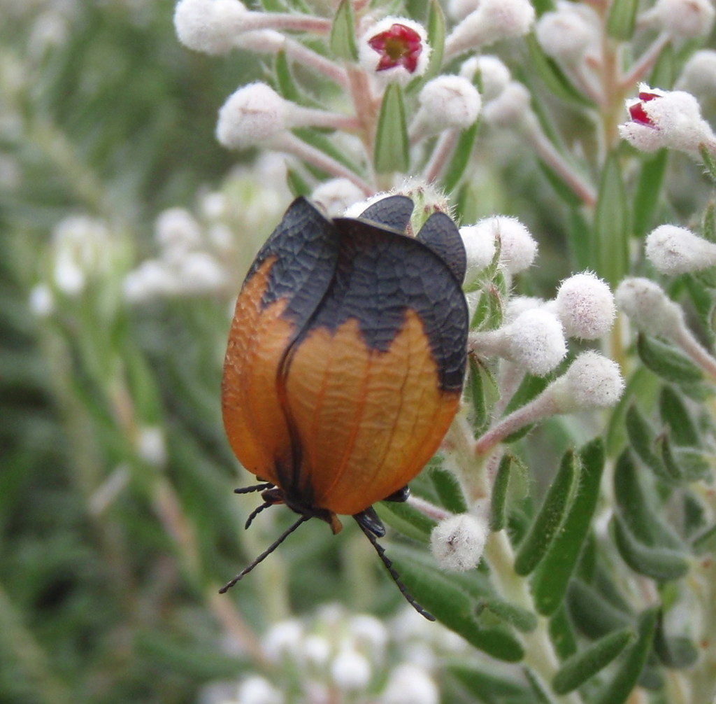 Lycus palliatus from Cape Dune Molerat Trail on December 05, 2010 by ...