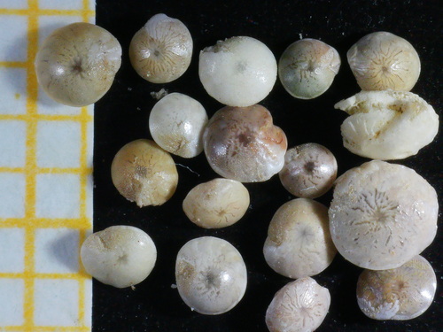 Amphistegina lobifera · iNaturalist