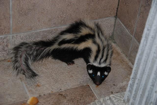 Southern Zorilla (Ictonyx striatus striatus) - Know Your Mammals