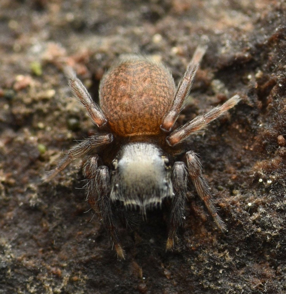Neon Spiders from Esbjerg V, 6710 Esbjerg, Danmark on August 14, 2021 ...