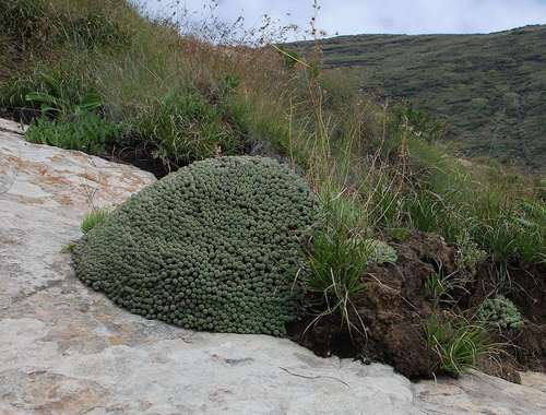 Variety Euphorbia clavarioides clavarioides · iNaturalist