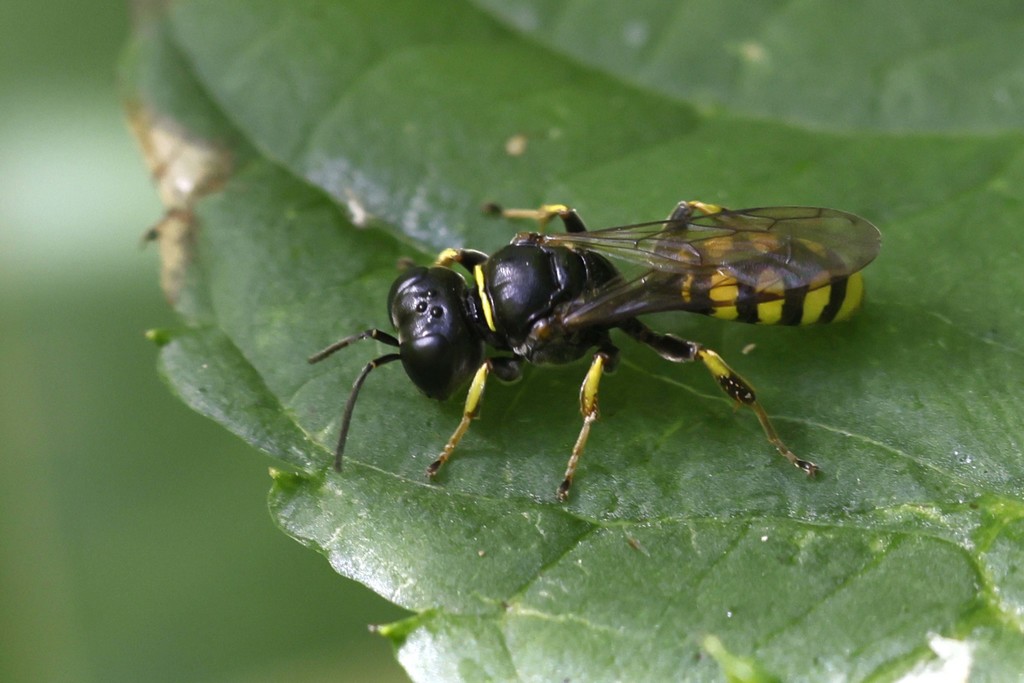Crossocerus vagabundus from Gera, Deutschland on August 15, 2021 at 11: ...