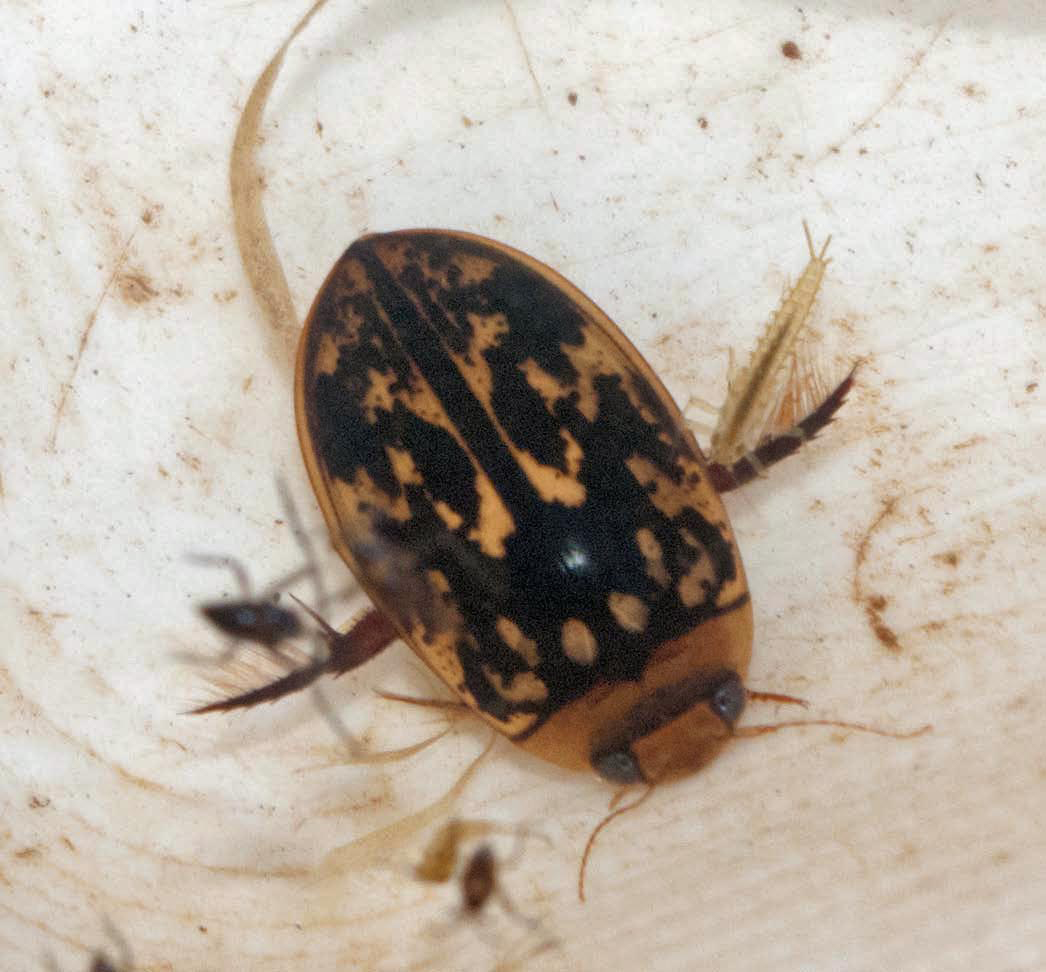 Hydaticus dregei Aubé, 1838