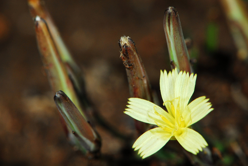 Variety Launaea rarifolia rarifolia · iNaturalist