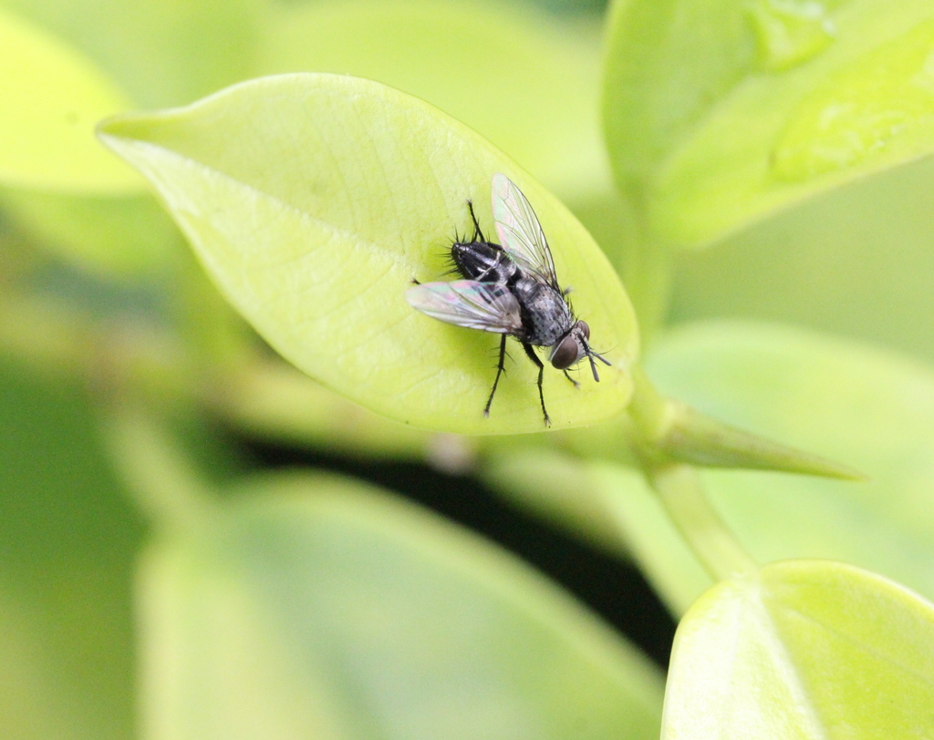 Exorista japonica from Lok Ma Chau Road 落馬洲路 on August 15, 2021 at 11: ...