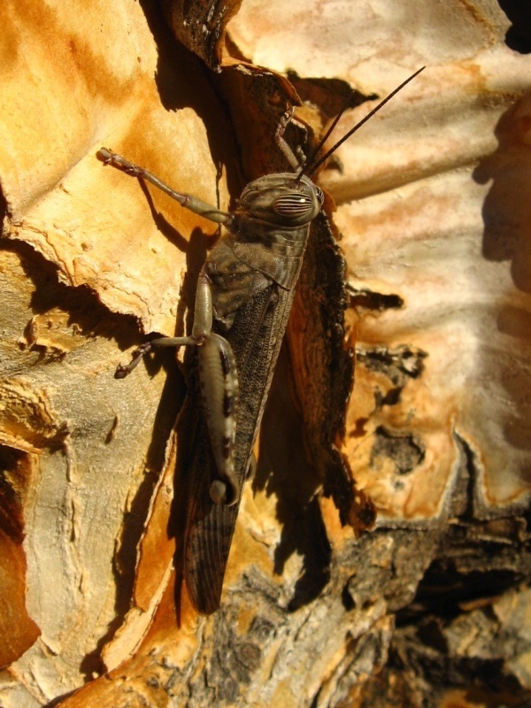 Tree Locust from Farm Kyffhäuser, Maltahöhe, Namibia on April 7, 2009 ...