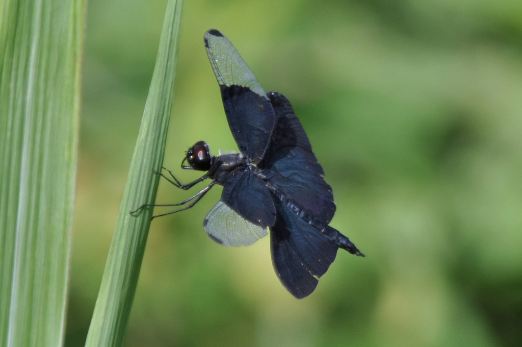 Butterfly Dragonfly from Samgi-myeon, Iksan, Jeollabuk-do, South Korea ...