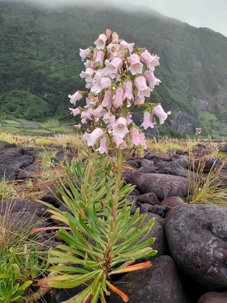 Azores Bellflower (Azorina vidalii) - Botanical Realm