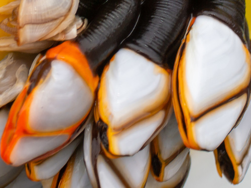 Pelagic Gooseneck Barnacle (Lepas anatifera) · iNaturalist United Kingdom