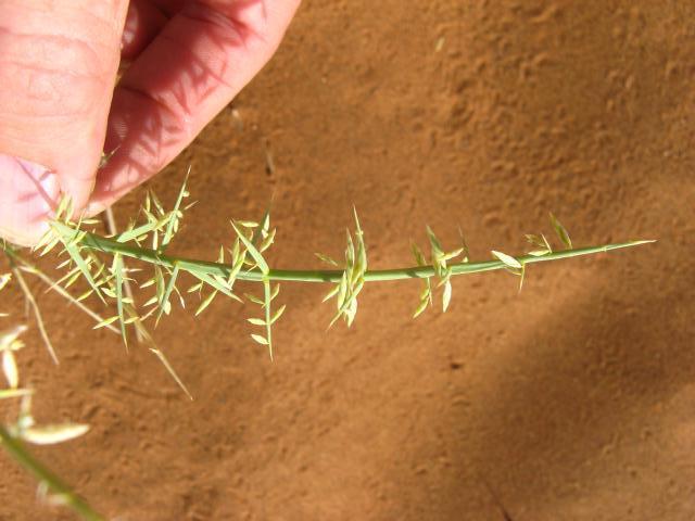 Spiny Love Grass from Sossusvlei, Namibia on March 2, 2009 by Alex ...