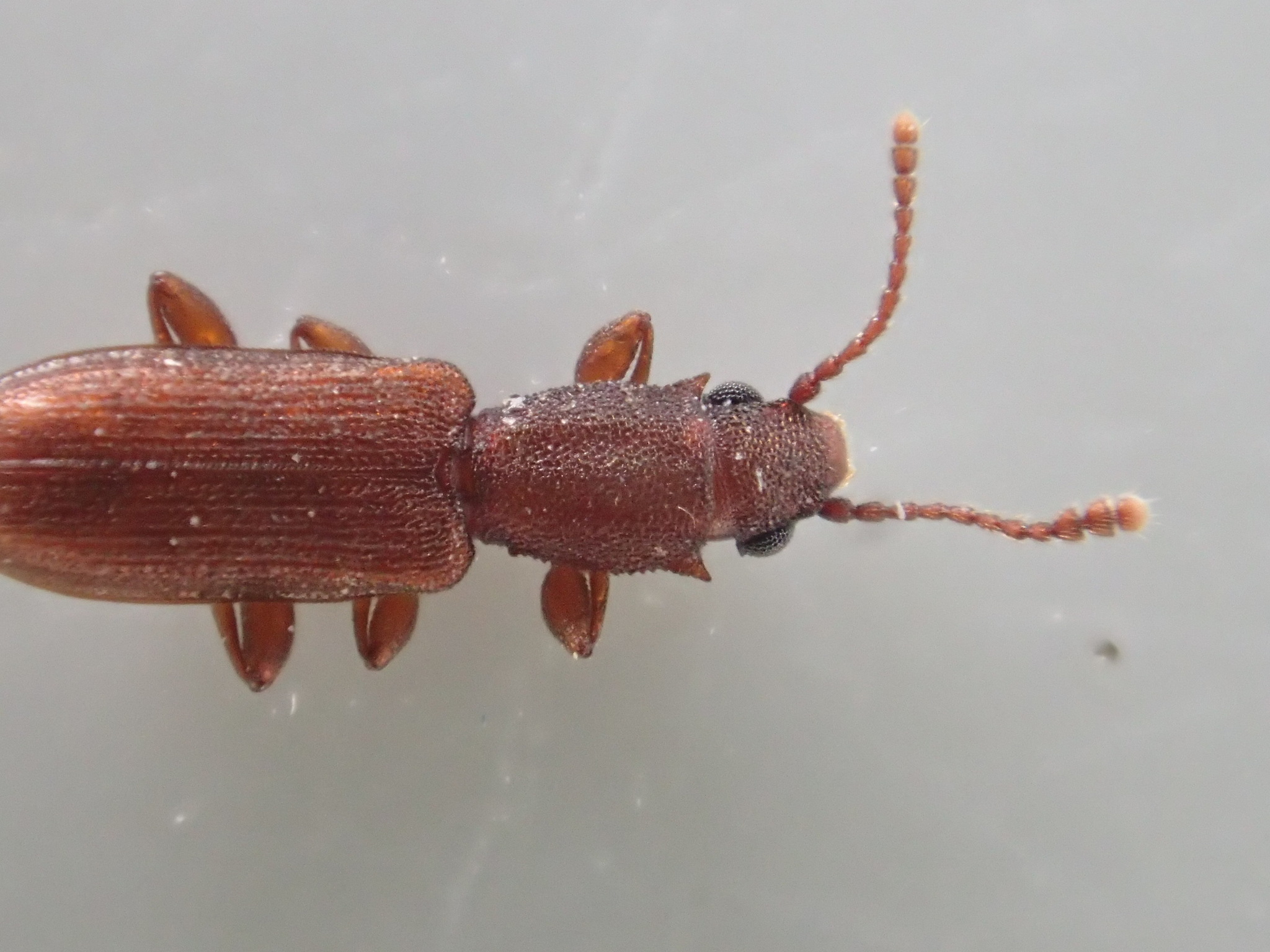 Silvanus muticus Sharp, 1899