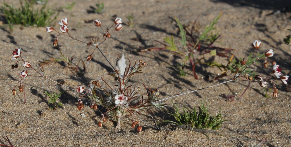 Tall Spookasem from Koringkorrellbaai walk N Campsite: Namaqua National ...