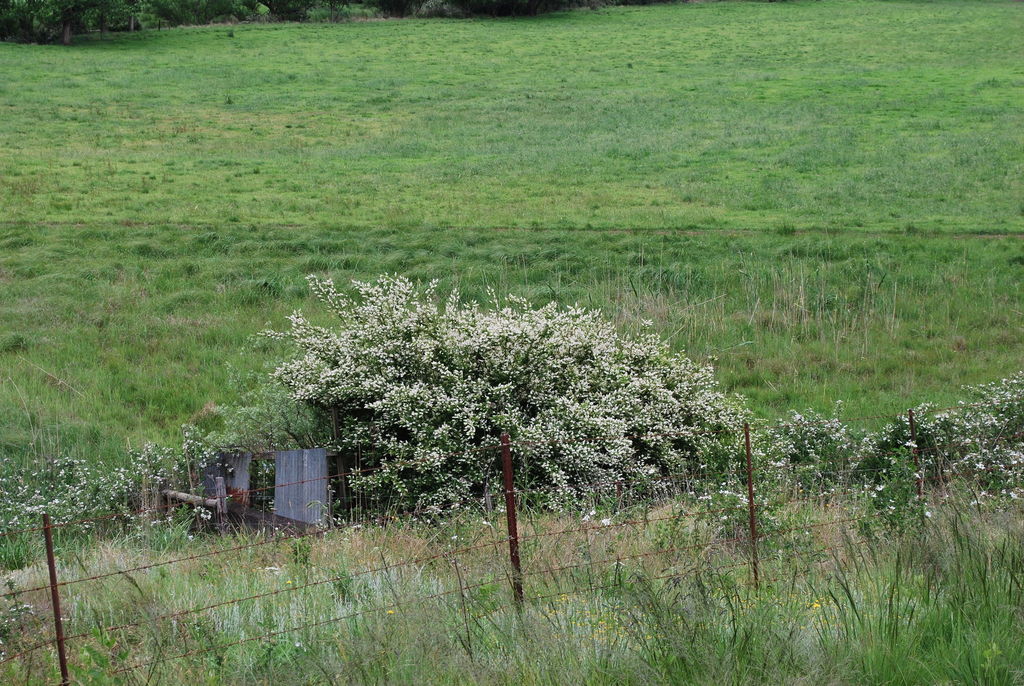 privets from R617, Underberg on November 9, 2009 by Charles Stirton ...
