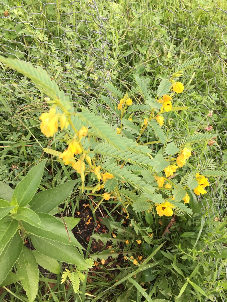 partridge pea from Addison New Carlisle Rd, New Carlisle, OH, US on ...