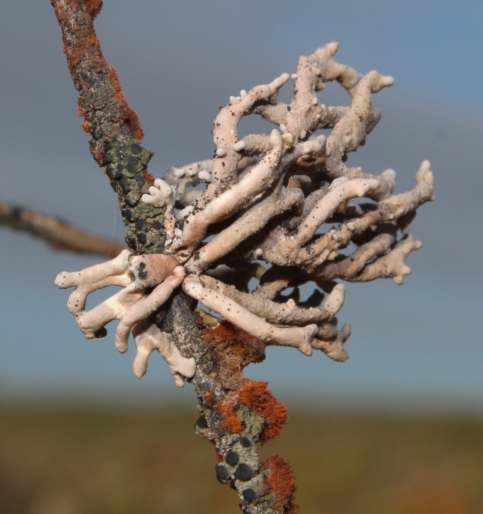 Mollusc Lichen (Fungi of southern Africa) · iNaturalist