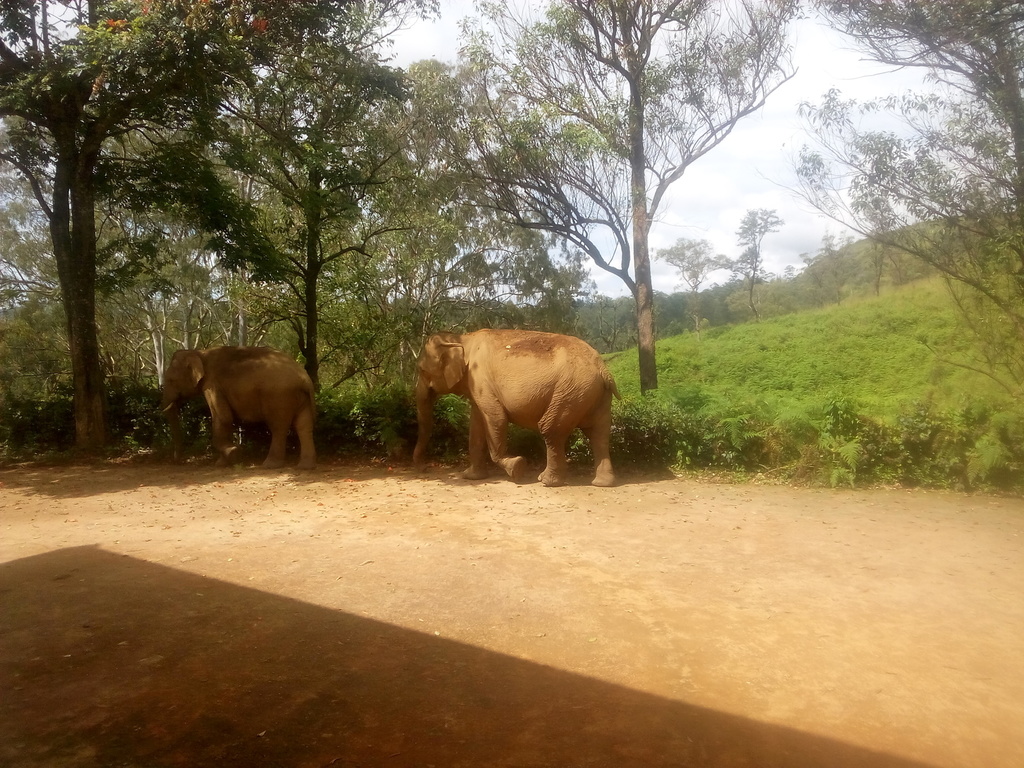 Indian Elephant in October 2017 by Jaydev mandal · iNaturalist