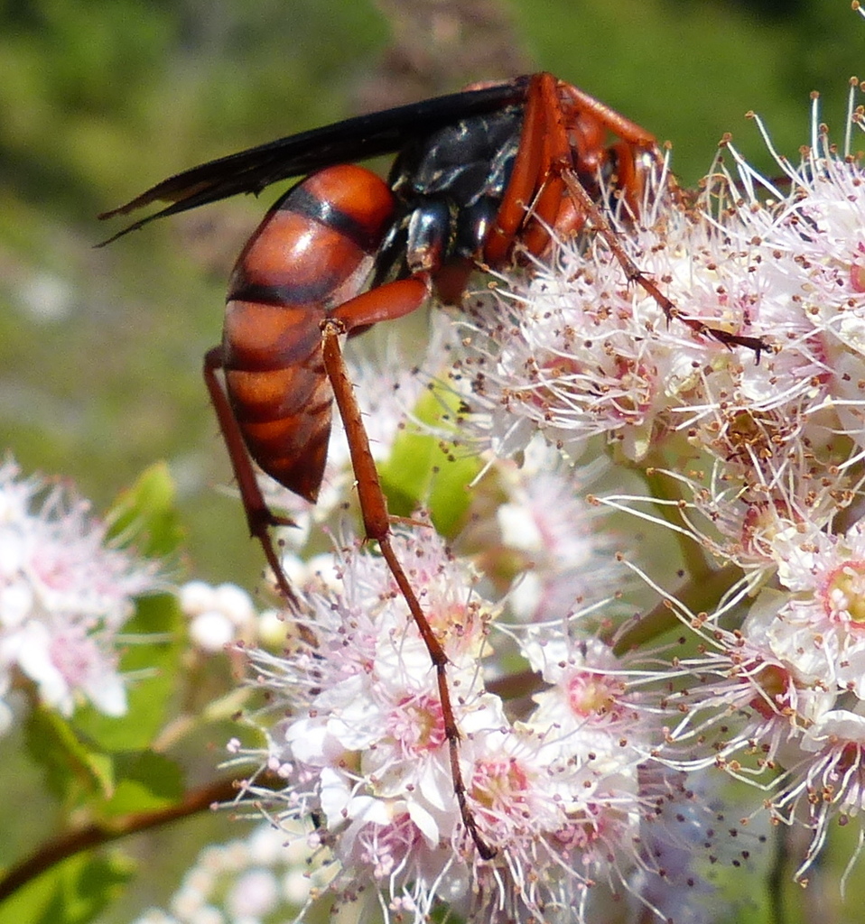 Rusty Spider Wasp from Jessup, PA, USA on August 08, 2021 at 01:06 PM ...