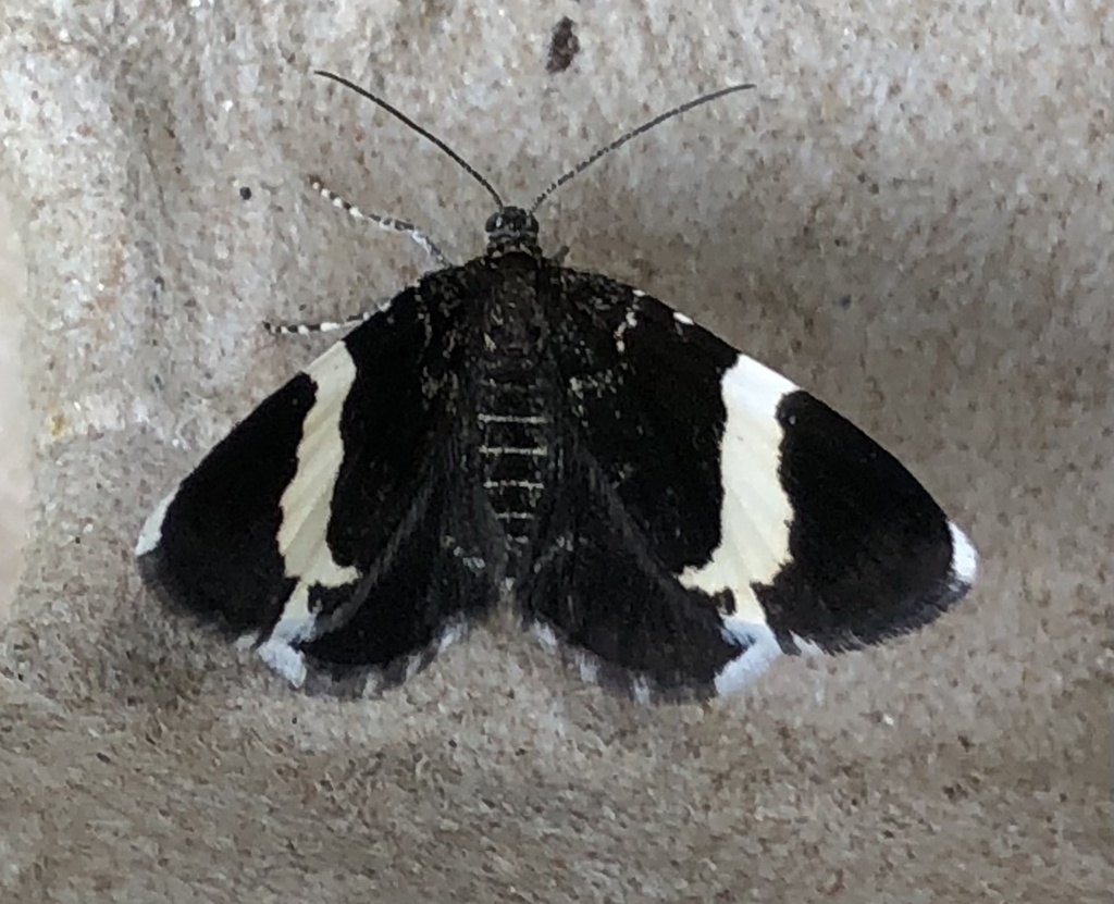 White-striped Black from Arner Tline, Harrow, ON, CA on August 16, 2021 ...
