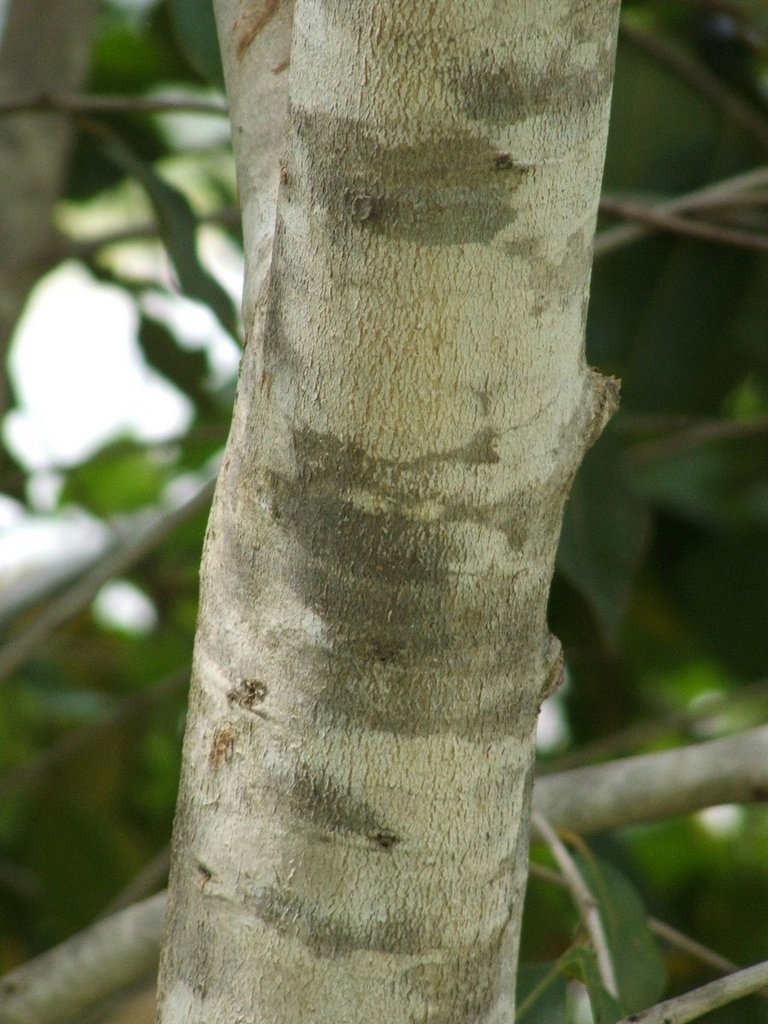 Waterberries from Rooirand area of Magudu district on January 26, 2007 ...