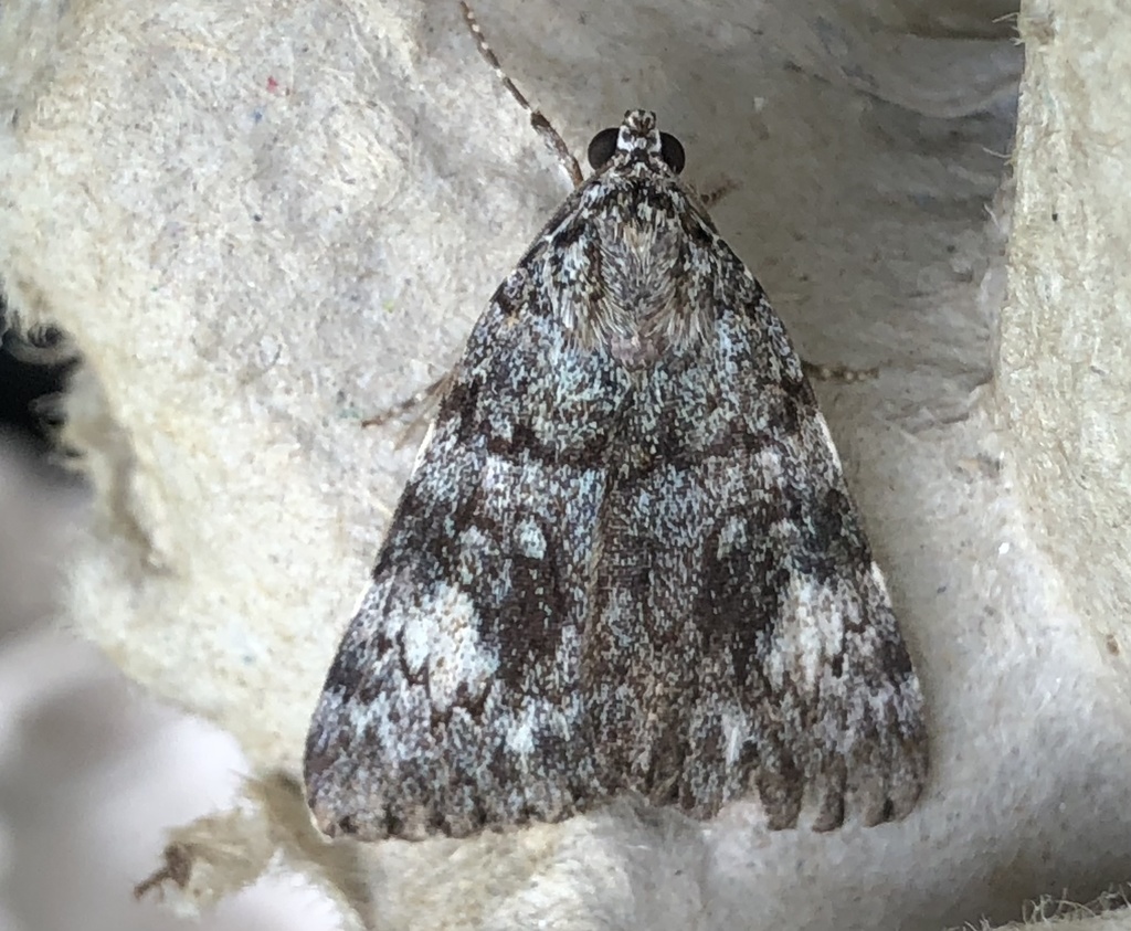 Little Lined Underwing from Arner Tline, Harrow, ON, CA on August 16 ...