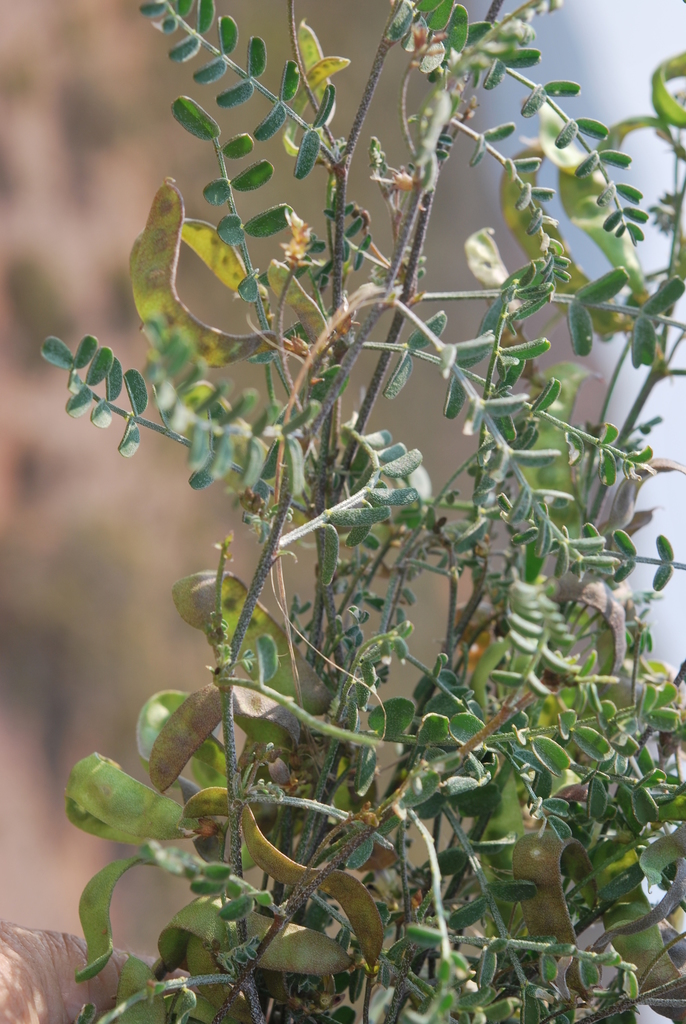 (Lessertia falciformis) - Botanical Realm
