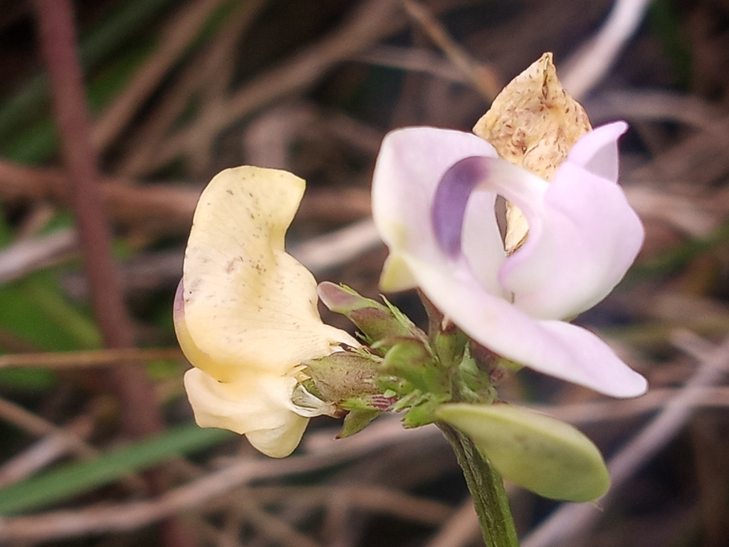 trailing fuzzy-bean from Easton, MD 21601, USA on August 16, 2021 at 08 ...