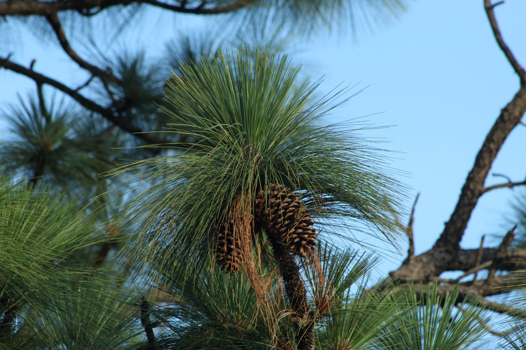 Pinus montezumae Lamb.