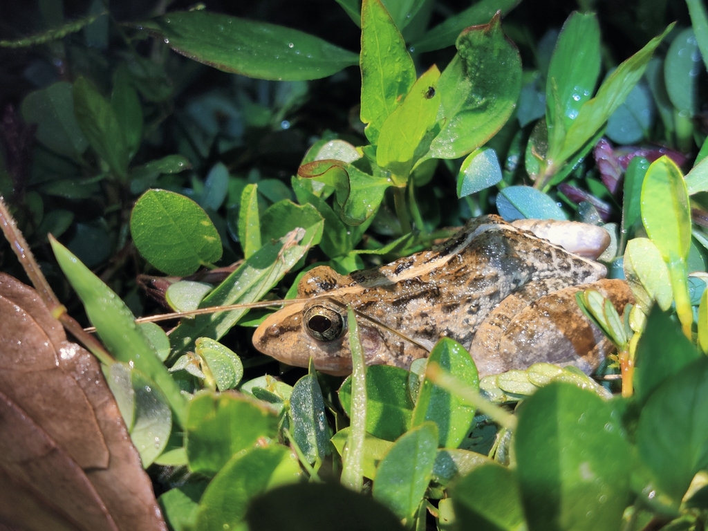 Paddy Field Frog from Kinabatangan, Sabah, Malaysia on August 16, 2021 ...