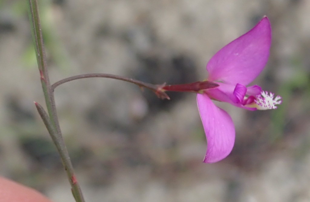Ridged Fasepea from Jubilee Creek to Mother Holly, South Cape DC, South ...