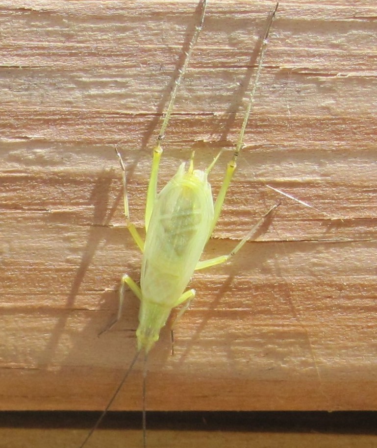 Common Tree Crickets in August 2021 by Chuck Thomas. Not sure about ...