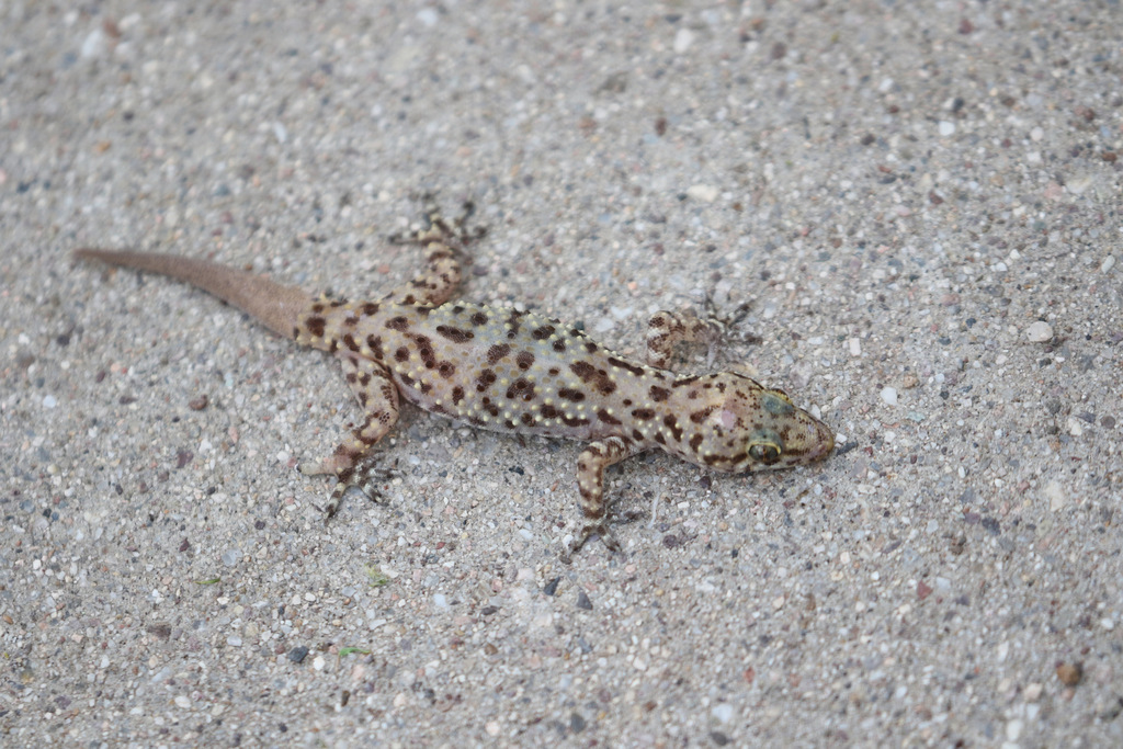 Mediterranean House Gecko from Flowing Wells, Tucson, AZ, USA on August ...