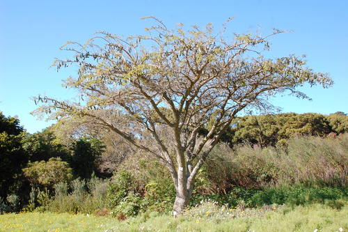 Paperbark Thorn (Variety Acacia sieberiana woodii) · iNaturalist