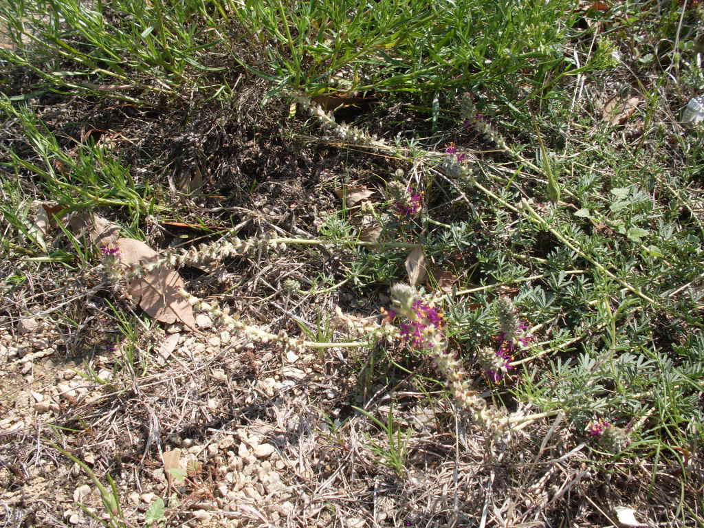 Comanche Peak Prairie Clover (Plants of Dallas/Fort Worth) · iNaturalist