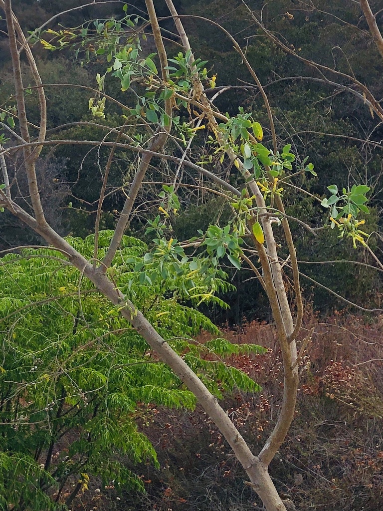 tree tobacco from Glendale Sports Complex, Glendale, CA, US on August ...