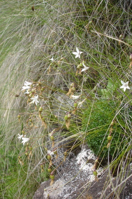 (Wahlenbergia pulvillus-gigantis) - Botanical Realm