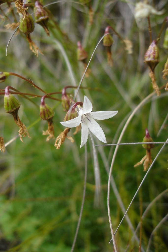 (Wahlenbergia pulvillus-gigantis) - Botanical Realm