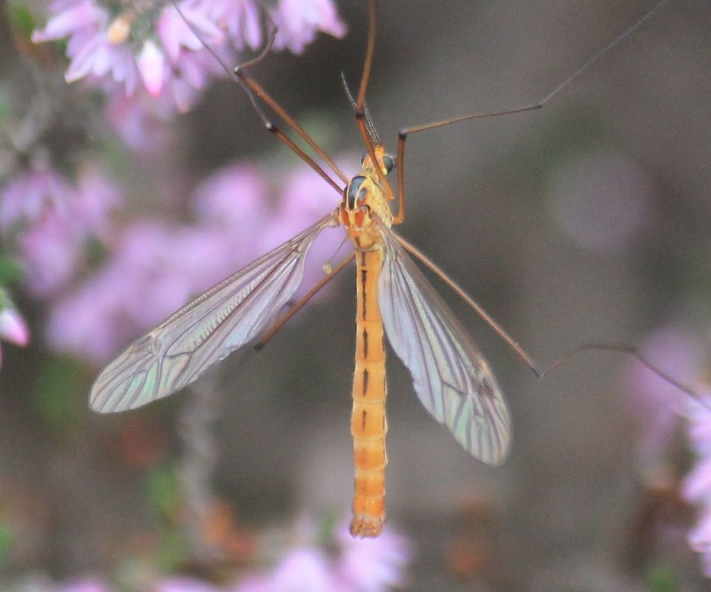 Nephrotoma scurra from Rifle Range NR, Bewdley, UK on 16 August, 2021 ...