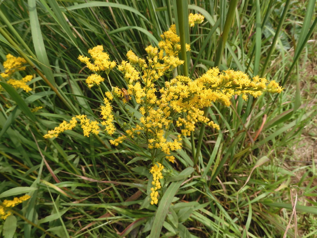 early goldenrod from Barry County, MI, USA on February 23, 2021 at 11: ...